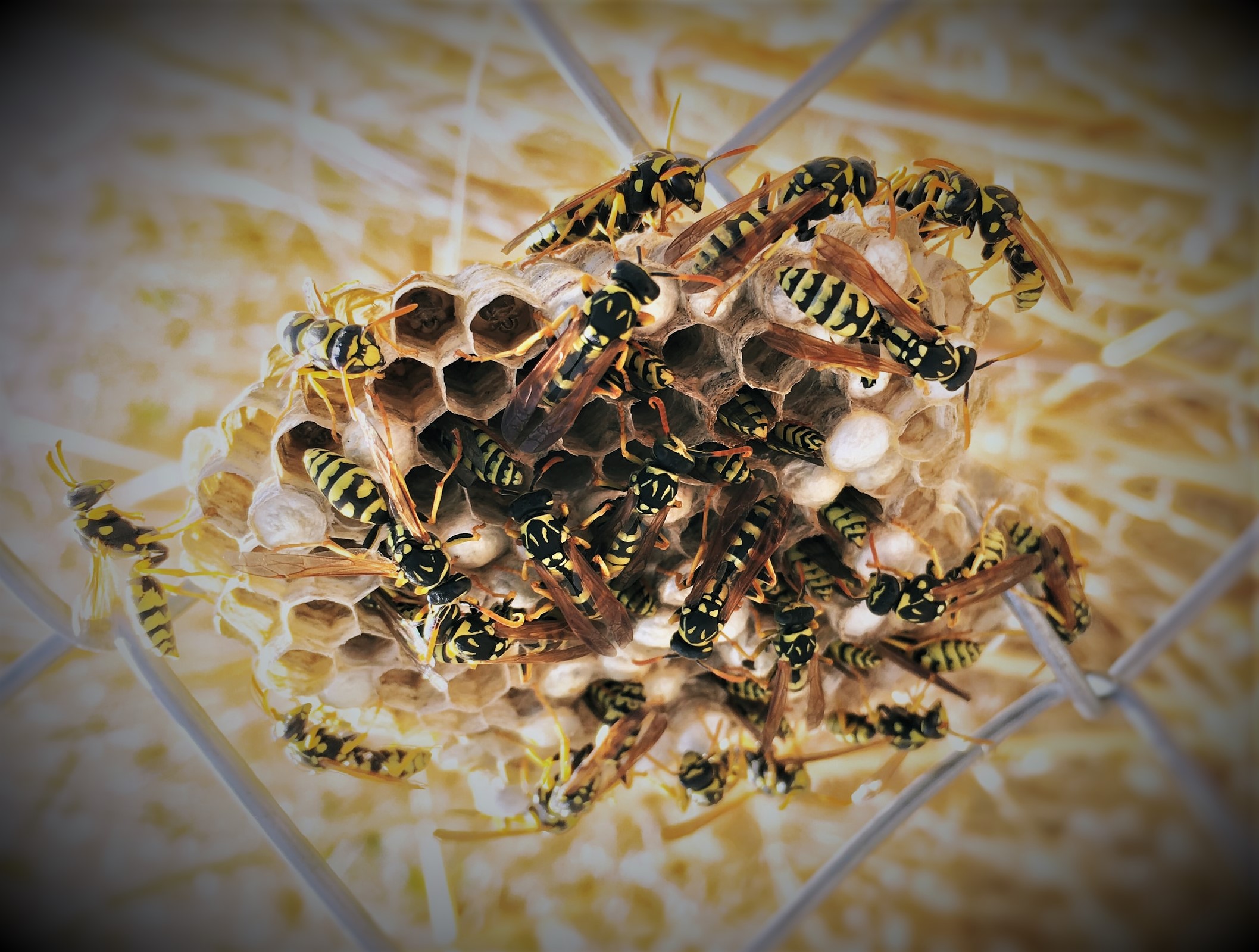 Defending against Hive ransomware: Using the attackers' tools